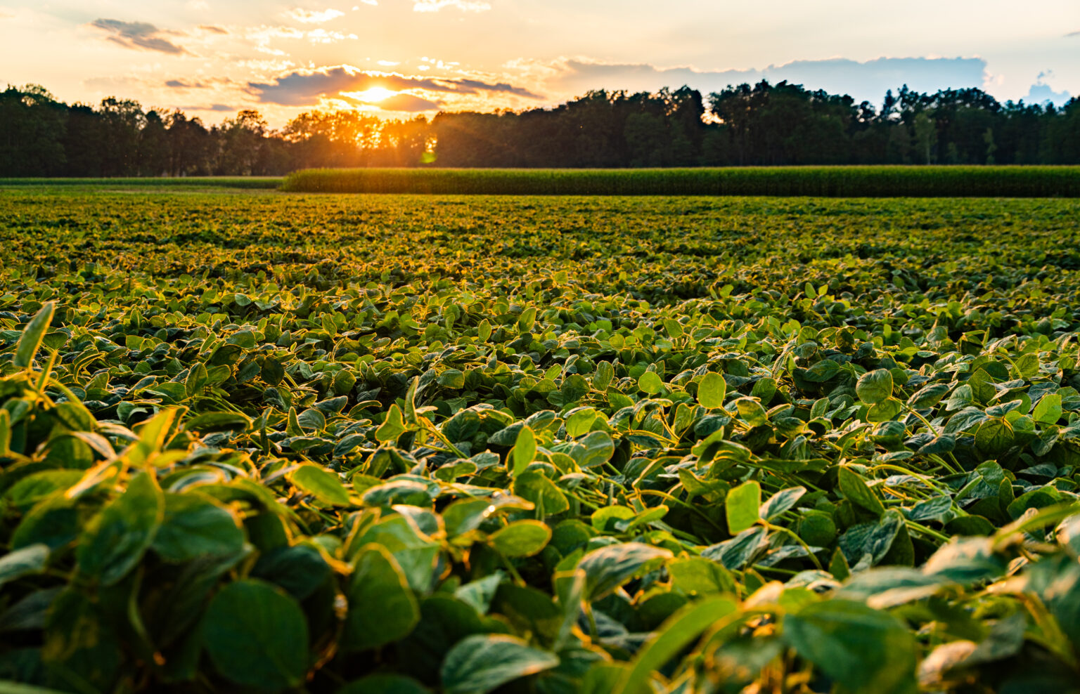 Grain Futures: What Are They – and How Are They Traded? - RJO Futures